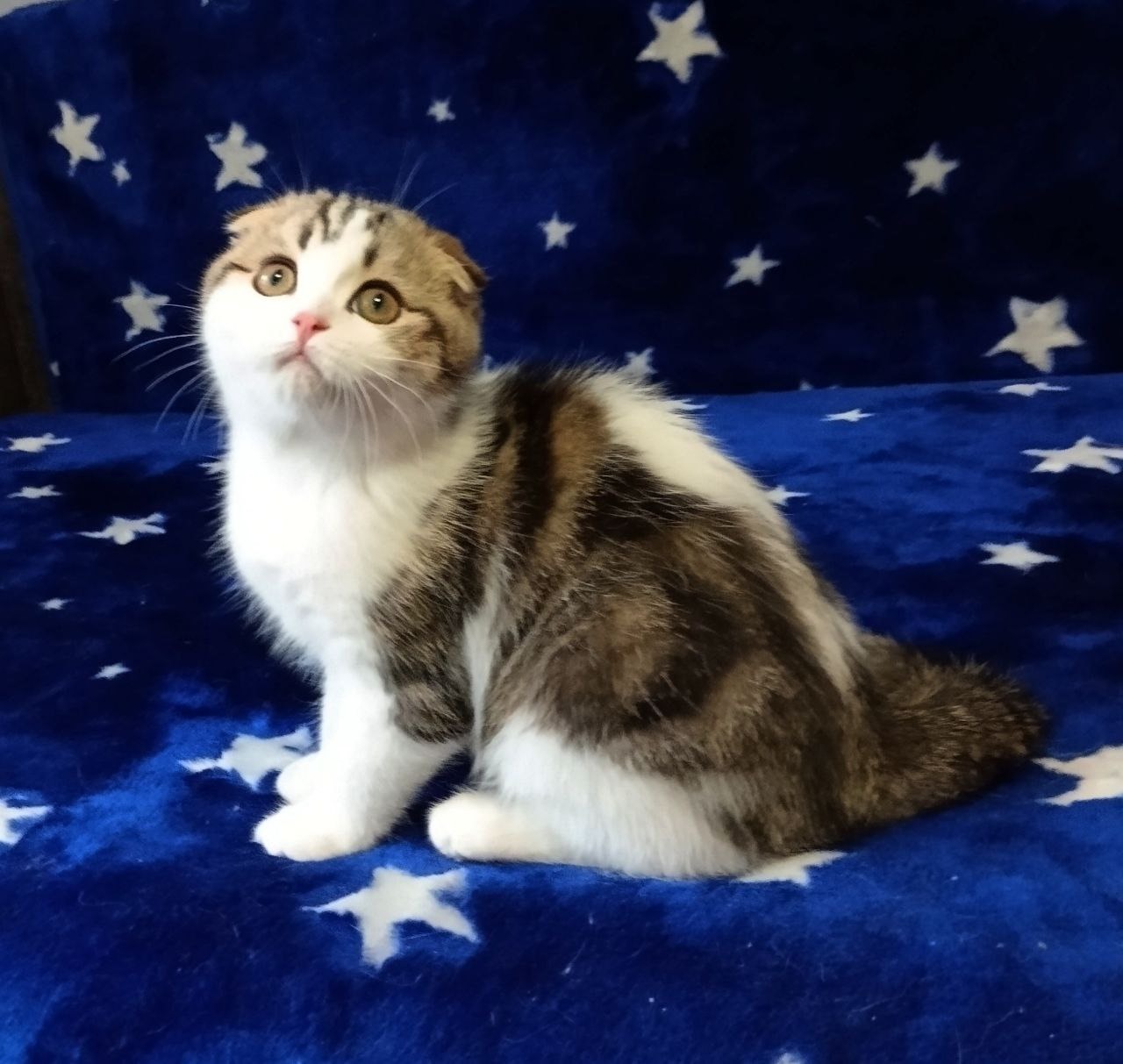 Dustin Male Scottish Fold Short Hair - Kitty Cute kittens For sale