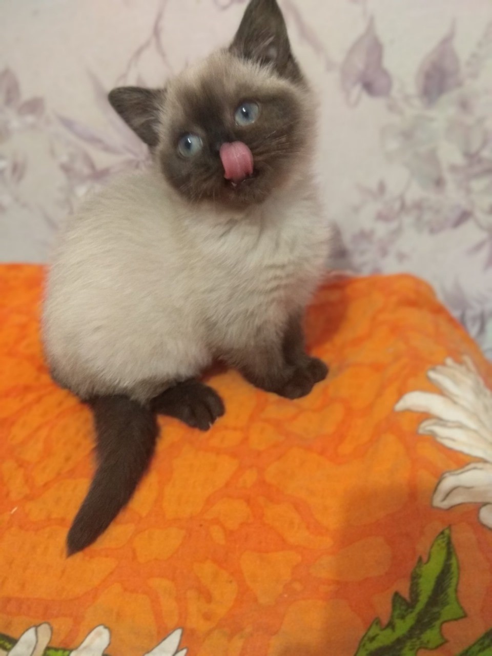 Aby Female Scottish Short Hair Straight - Kitty Cute kittens For sale